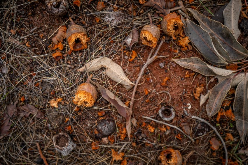 Red Dust Healing Workshop | City of Mandurah